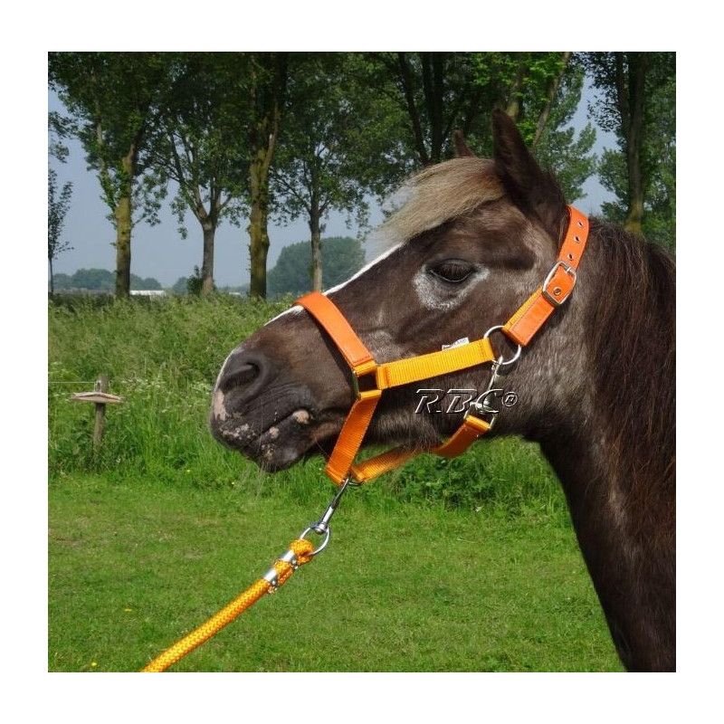 HB Halster lak shine voor de mini shetlander en shetlander ...